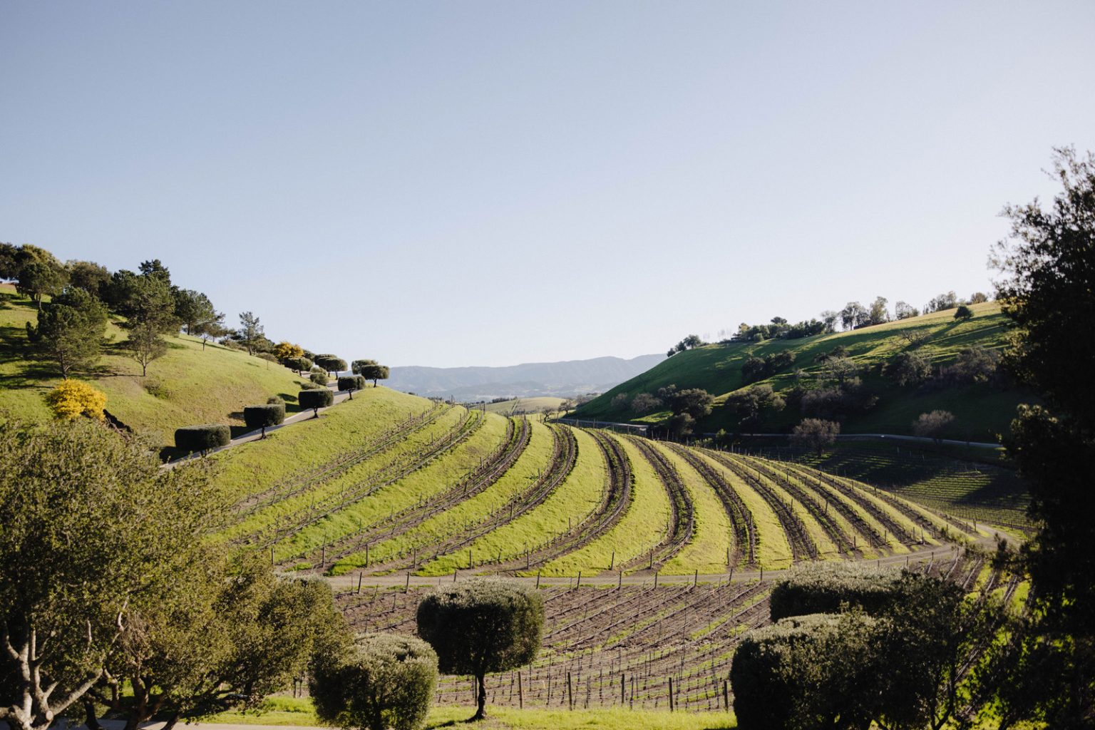 Learn About the Santa Ynez Valley via Chief Marketing Officer Danielle ...